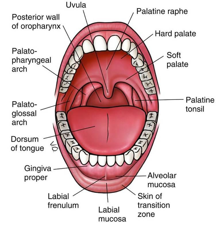Oral Cancer - Loveland Dentist | Ross Family Dentistry | Anne Ross DDS ...